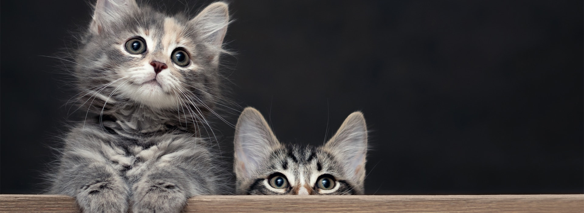 Eduquer son chaton - Comment bien éduquer son chaton